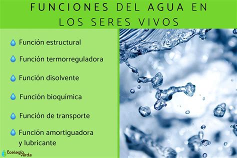 Water Functions In Living Beings Evidence Network