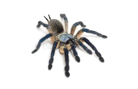 Peacock Tarantula Poecilotheria Metallica Isolated On White Stock