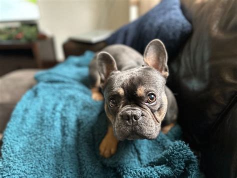 Rspca Coventry And District On Linkedin Who Can Become A Fosterer A