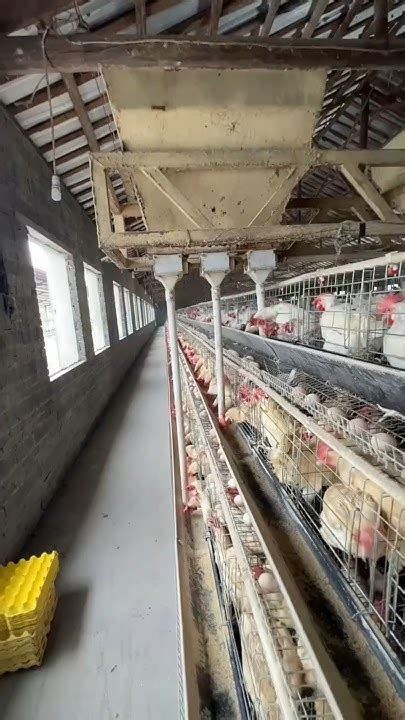 বানিজ্যিক লেয়ার মুরগির সেড Bangladesh Agro Ltd Shorts Youtube