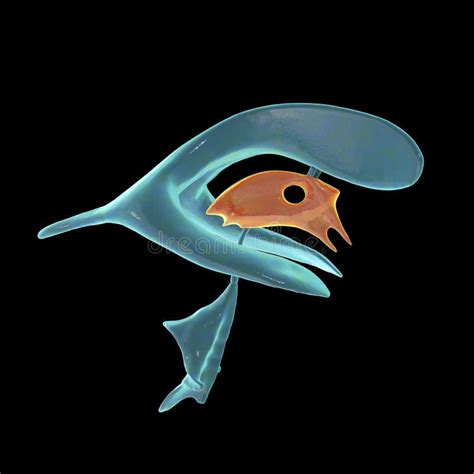 The Third Brain Ventricle Illustration Stock Illustration