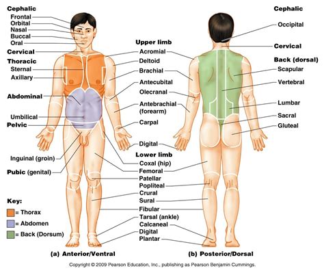 Aandp 1 Lab Practical 1 Terminology Histology And Integumentary System