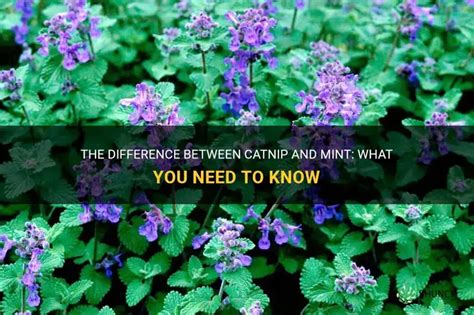 The Difference Between Catnip And Mint What You Need To Know ShunCy
