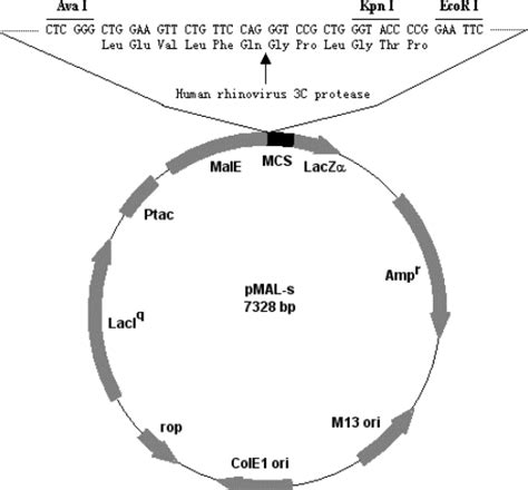 A Diagrammatic Map Of Pmal S The Factor Xa Cleavage Site In Pmal P2x Download Scientific