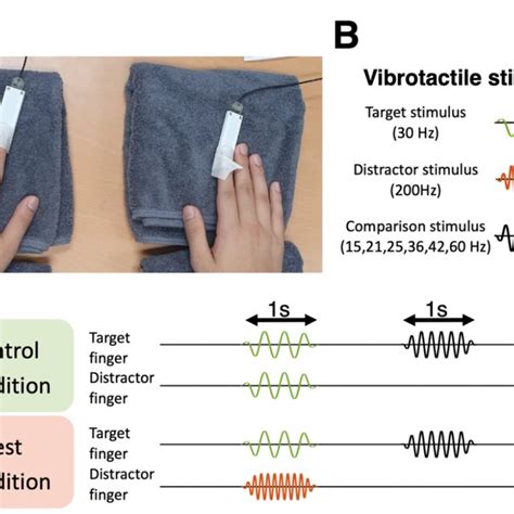 Brain Regions Activated By Vibrotactile Stimuli In Contrast To Download Scientific Diagram