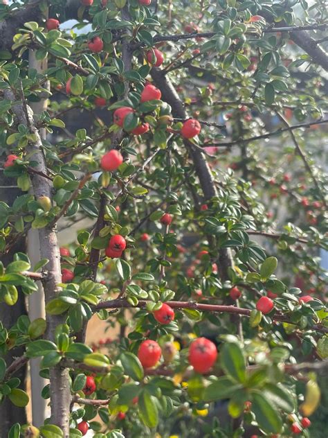 Autumn Is Natures Time For Garden Thyme Hassocks