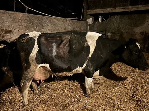 Spring Calving What Are The Signs Of Displaced Abomasum Agriland Ie