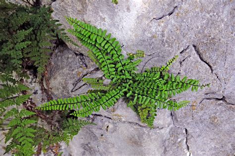 Asplenium Trichomanes Aspleniaceae