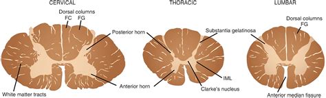 Overview Of Central Nervous System Anatomy And Histology Clinical Tree