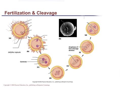 Fertilization And Cleavage Diagram Quizlet