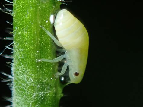 Philaenus Spumarius Insect Vectors Of Plant Disease