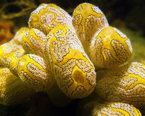海鞘 研究發展 形態特徵 生物特性 分布區域 身體結構 生長繁殖 成長經歷 生存現 中文百科全書
