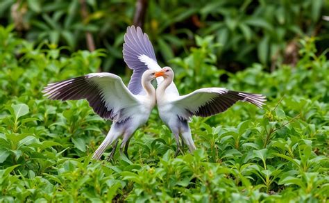How Birds Reproduce The Fascinating Science Of Avian Sex