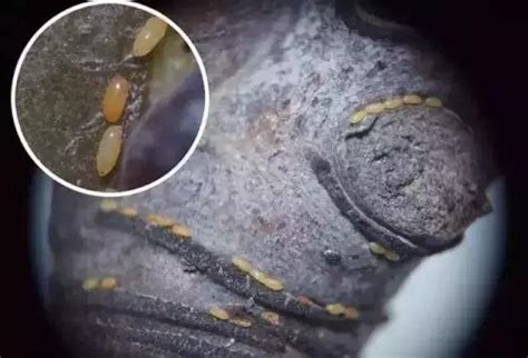 挑食的梨木虱，泛濫成災 每日頭條