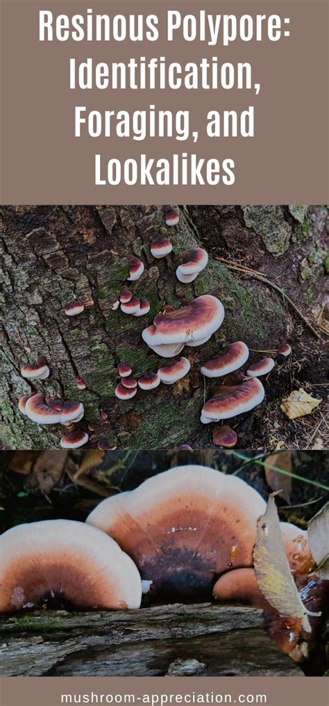 Resinous Polypore Identification Foraging And Lookalikes Mushroom