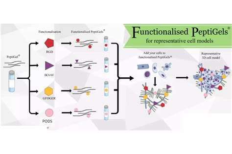 Functionalized Hydrogels