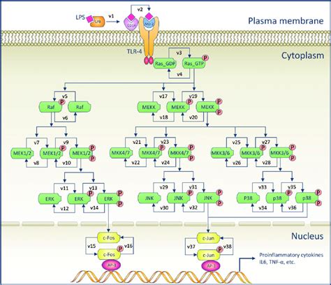 Mathematic Modeling Of Mapk Pathway Detailed Equations And Parameters