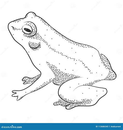 Adult Frog Setting Vector Drawing On Isolated White Background CartoonDealer Com