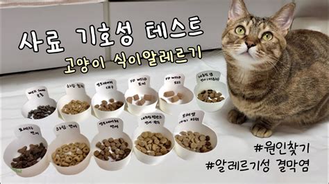 우리 고양이도 식이 알레르기일까 고양이 사료 기호성 테스트 식이알러지 원인 찾기 알레르기성 결막염 어떤 성분이 문제일까요ㅠㅠ Youtube