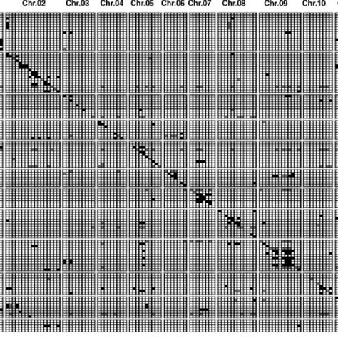 Graphical Representation Of The Introgression Lines Developed In This
