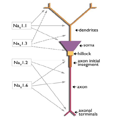 Scn1a Variants Database