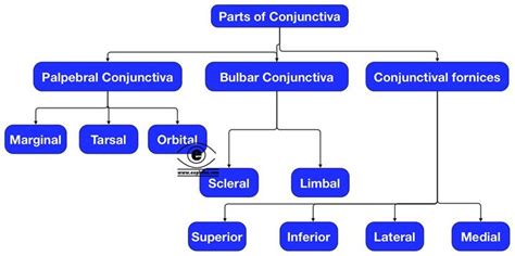 Parts Of Conjunctiva Classification Diagram