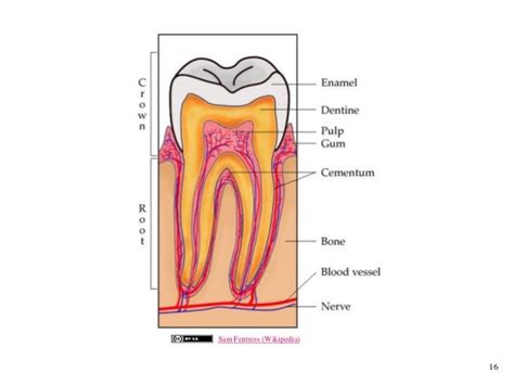 Gemc Dental Emergencies And Common Dental Blocks Resident Training