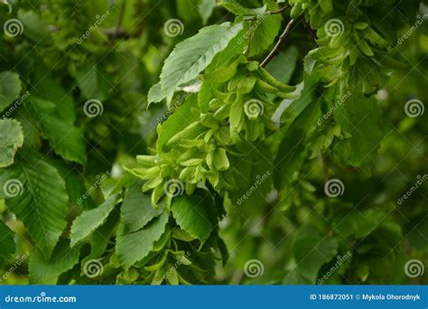 Hornbeam European Hornbeam Common Hornbeam Fruit Seeds Stock Image Image Of Autumn Europe