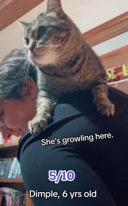 Cats Recreate Iconic Taylor Swift Time Cover With Hilarious Results Page Of InspireMore