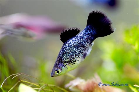 Xiphophorus Maculatus Akvaristika I Teraristika