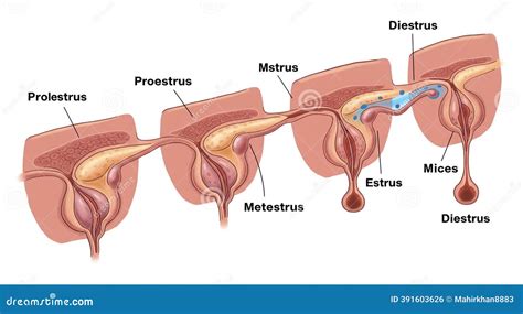 Stages Of Uterine Prolapse Female Reproductive Organs Diagram And