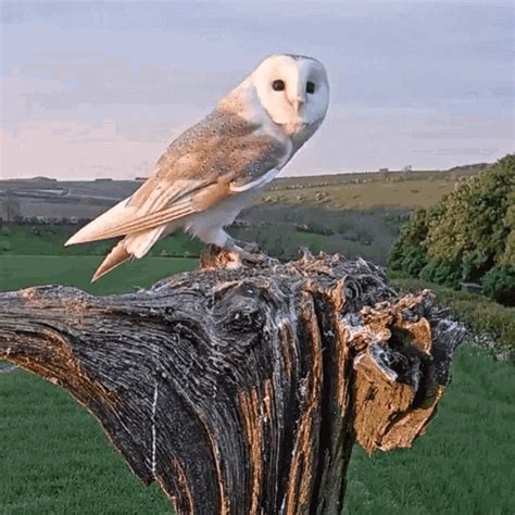 Barn Owl Flying 