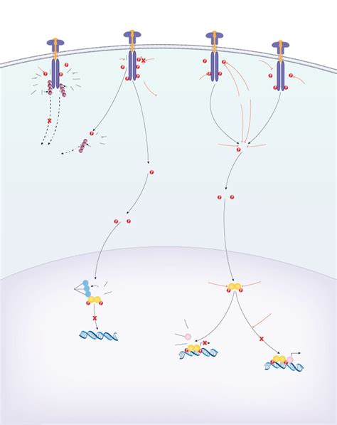 Jak Stat Signaling Intracellular Regulation Pathway Randd Systems