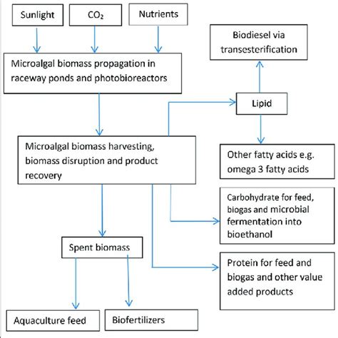 PDF Biotechnological Applications Of Microalgal Oleaginous Compounds Current Trends On