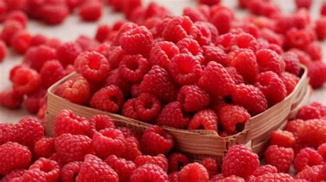 Cornell Releases Two New Raspberry Varieties Cornell Chronicle Cornell Releases Two New Raspberry Varieties Cornell Chronicle