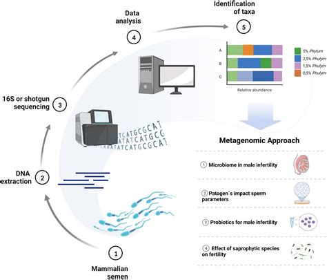 Frontiers Mammals Sperm Microbiome Current Knowledge Challenges