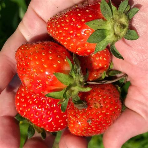 13 Types Of Strawberries Seasonal Varieties Herbvity