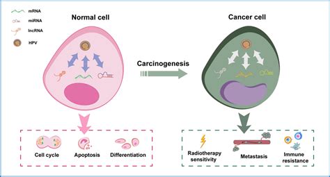 Patterns Of Interaction Between Hpv And Host Cells Via Rna In Normal Download Scientific