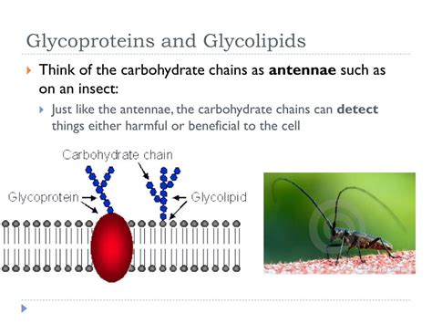 Ppt Cell Biology The Cell Membrane Powerpoint Presentation Free Download Id 2636902
