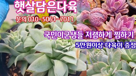 햇살담은다육 국민이군생들 창들도 착한가격에 찜하기 5만원이상 선물도 드려요 ♡마디바대품♡황홀한연꽃금♡로즈퀸♡먼로군생