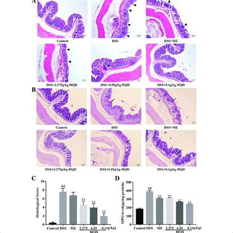 Apoptosis Assay Using Flow Cytometry After Staining With Annexin Download Scientific Diagram