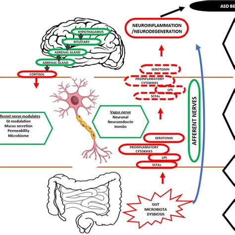 Relationship Between Microbiota Gut Brain Axis And Autism Adapted