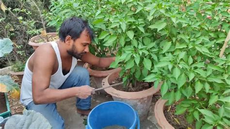 ছাদ বাগান।।ছাদ কৃষি।। গাছের পরিচর্যা।roof Garden Youtube