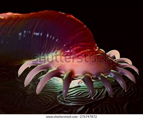 Monogenea Over 5 Royalty Free Licensable Stock Illustrations