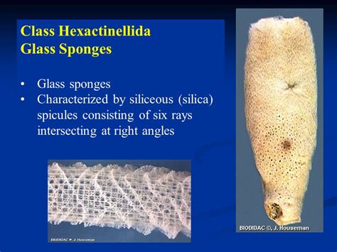 Class Hexactinellida Species