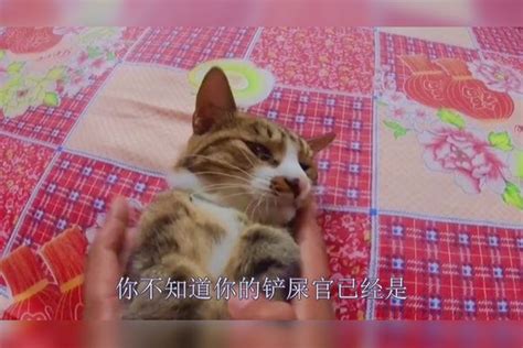 沉浸式撸猫一边撸一边叨叨是老妈子无疑了