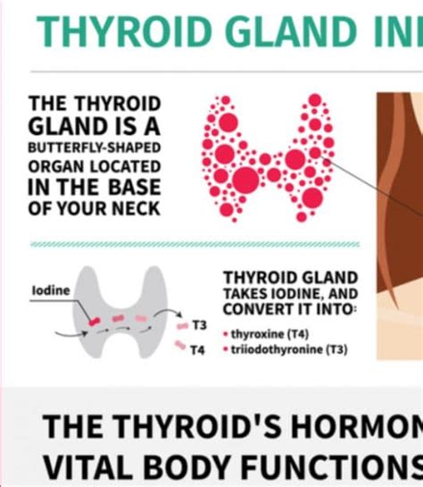 Thyroid Adrenals Archives Sandra Bloom