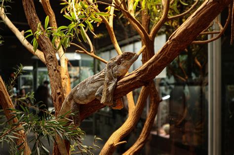 Гущер Влечуго Животно Безплатни фотографии на Pixabay