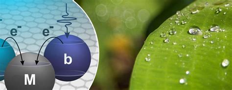 Scientists Blend Photosynthesis And Quantum Physics To Improve Solar Cells