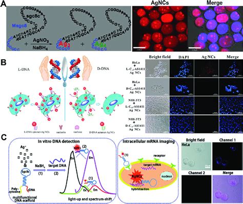 A Silver Nanoclusters Agncs Templated On Dna Sequences Containing Download Scientific